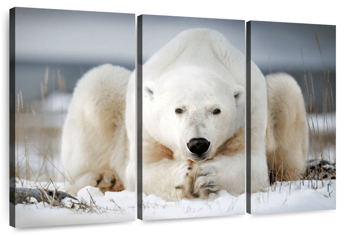 Elephant Stock Yoga Polar Bear Wall Art - Horizontal Multi Panel Canvas ...