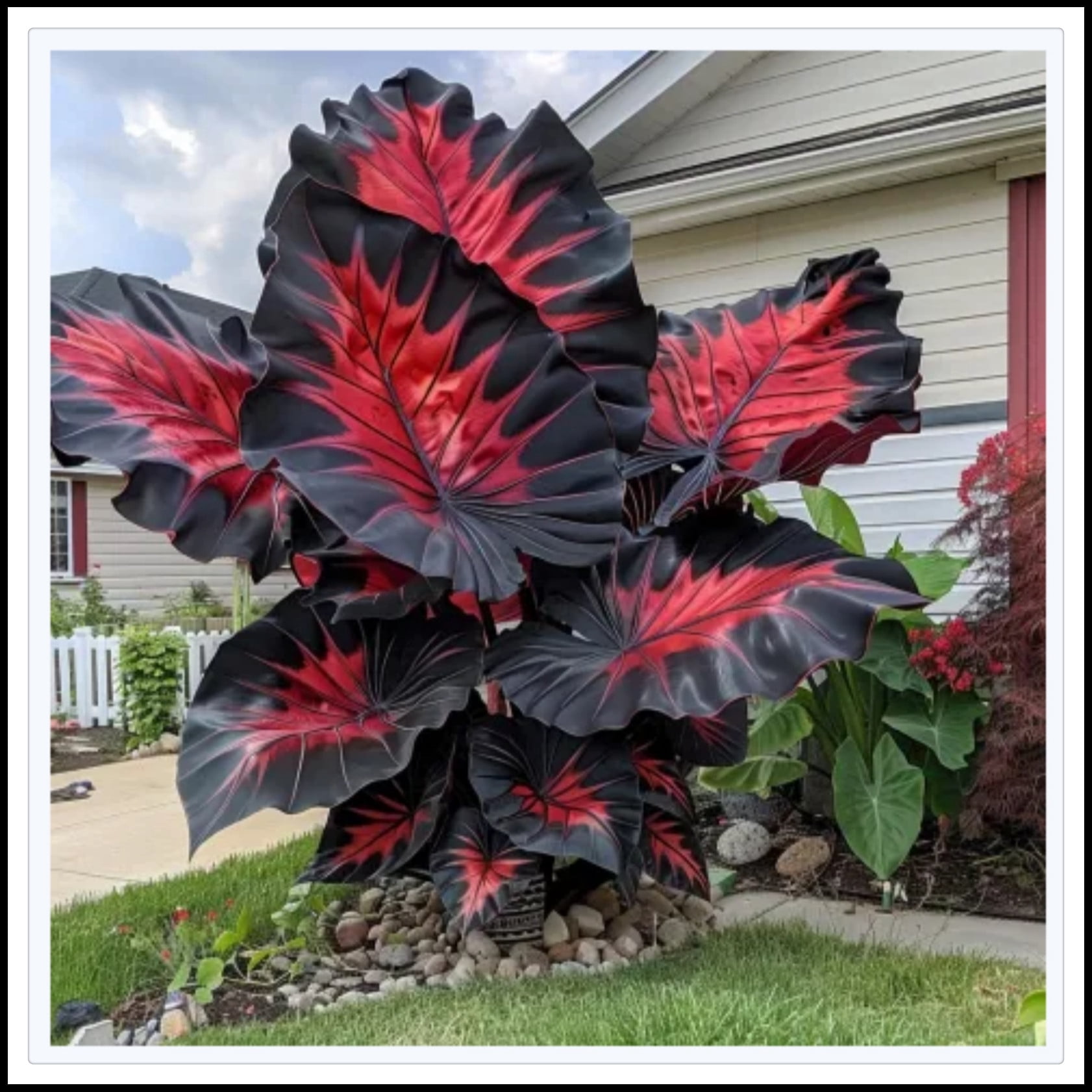 Elephant ear-Beautiful-Colorful-Tall-Attracts butterflies-Elegant ...