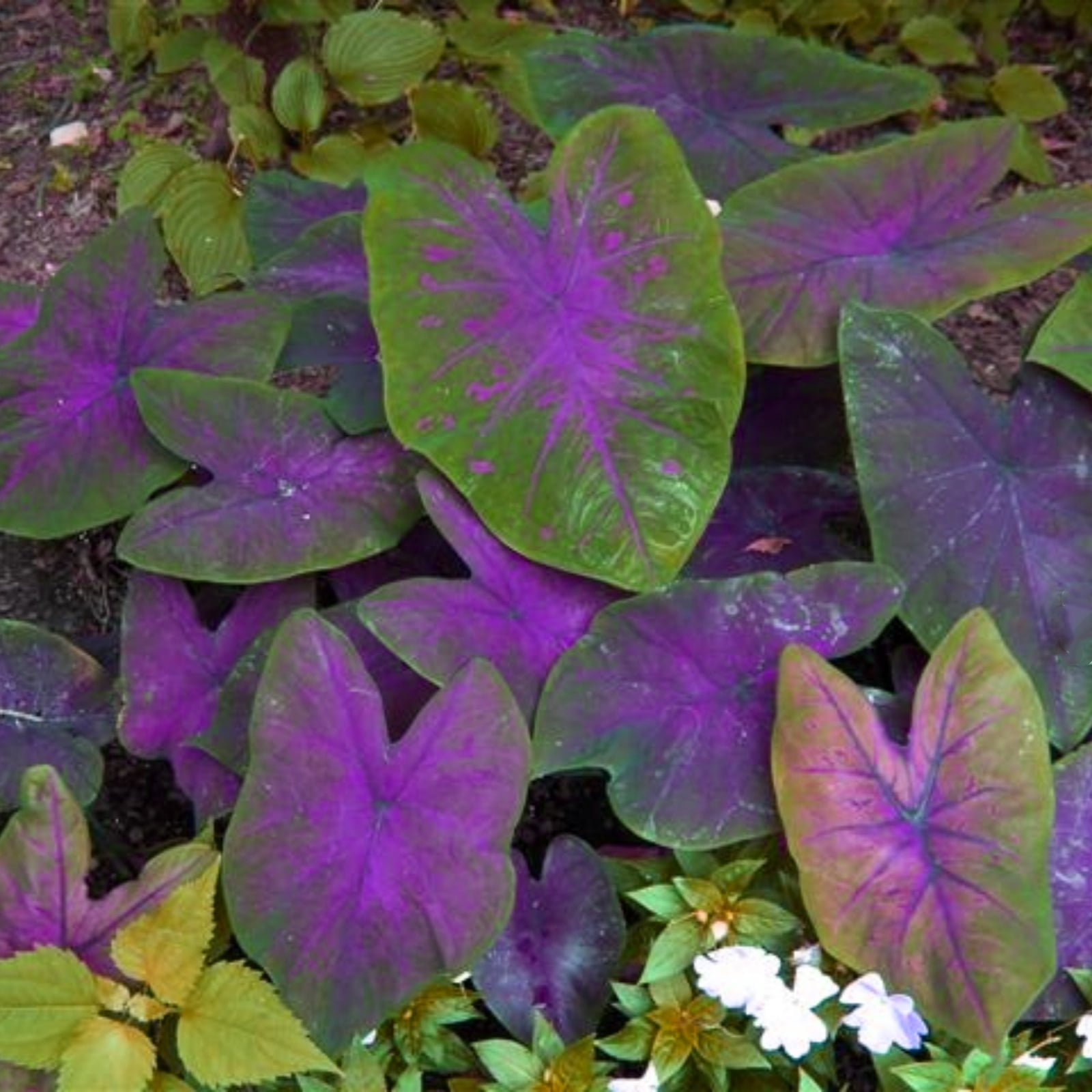Elephant ear, Bloom Year After Year，Bright home garden decoration - Walmart.com