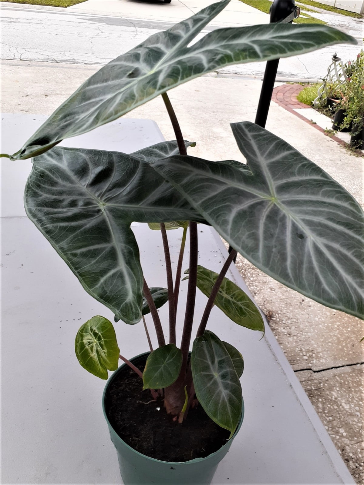Elephant ear/Bloom year after year/bulk plant decoration/gardening/cut ...