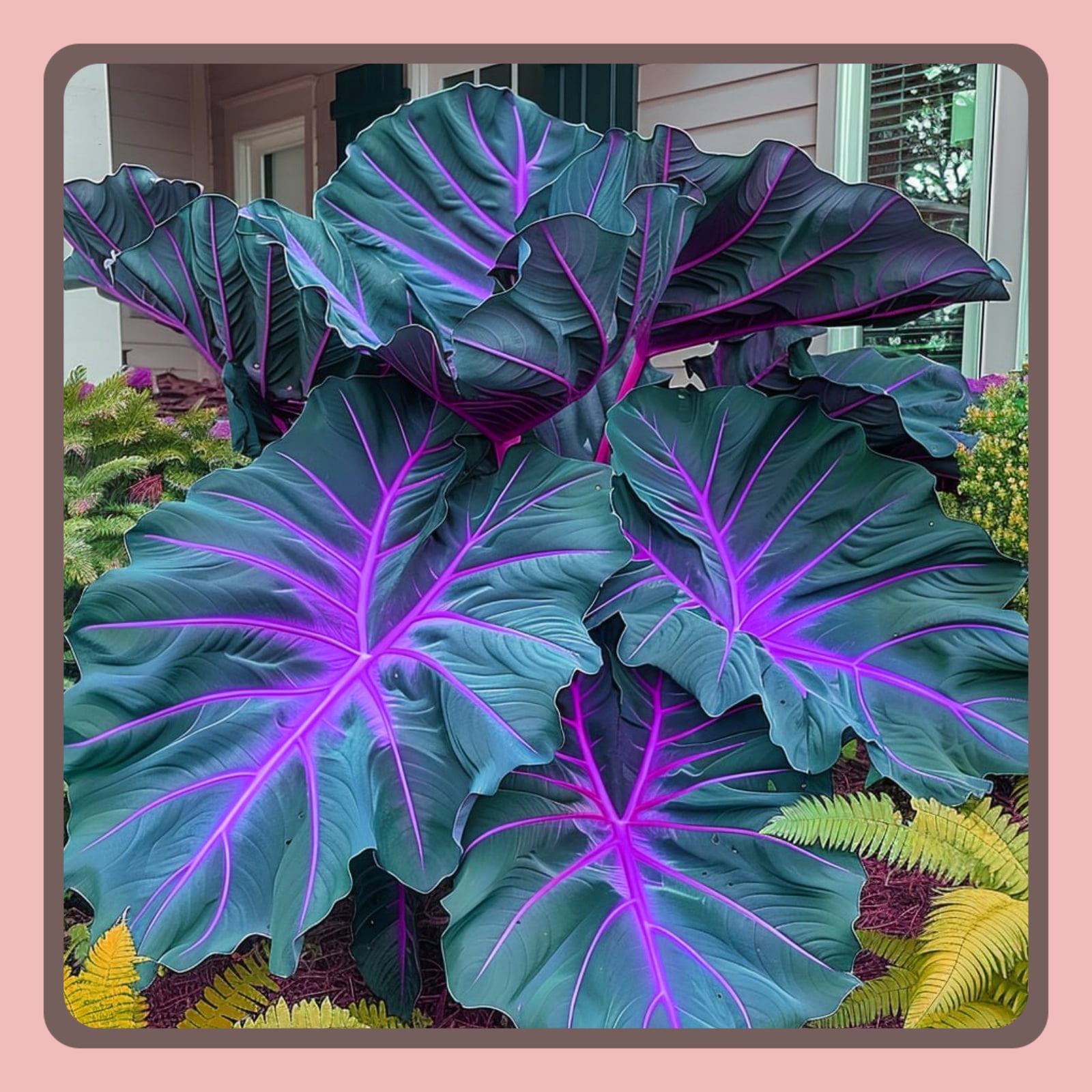 Elephant ear, Bright home garden decoration,Bloom Year After Year,Full of Mystery - Walmart.com