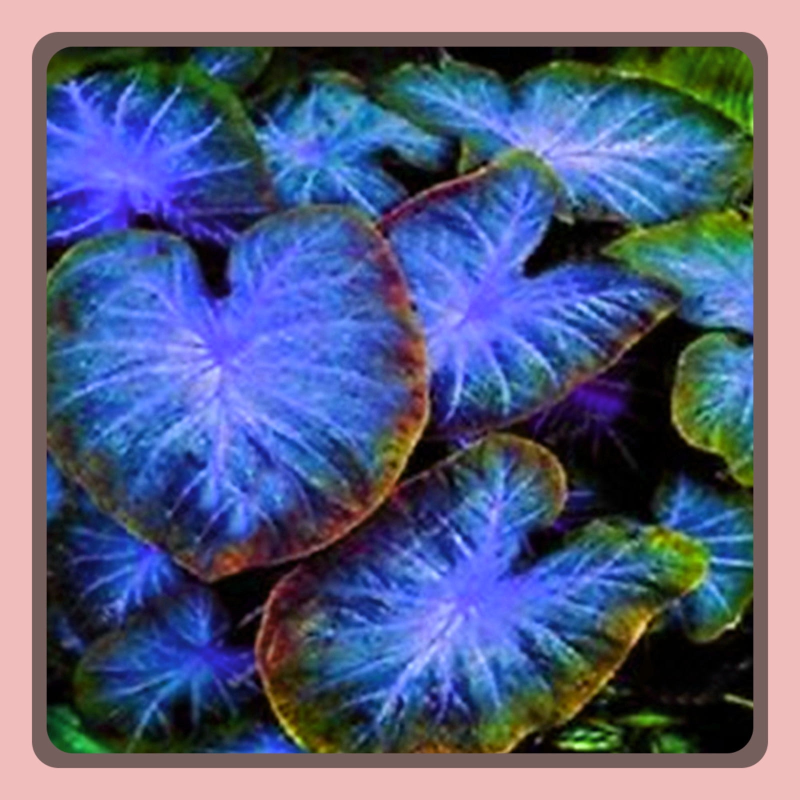 Elephant ear, Bright home garden decoration,Bloom Year After Year,Full of Mystery - Walmart.com