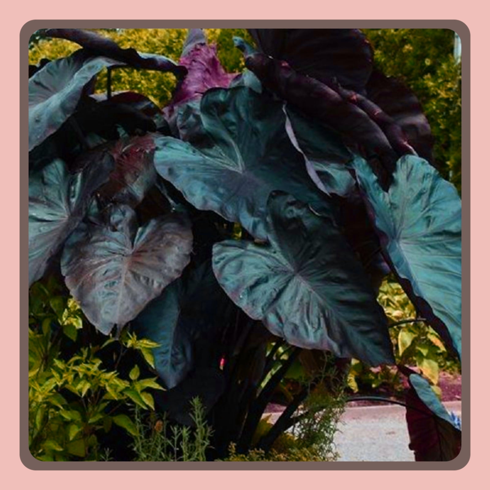 Elephant ear, Bright home garden decoration,Bloom Year After Year,Full ...
