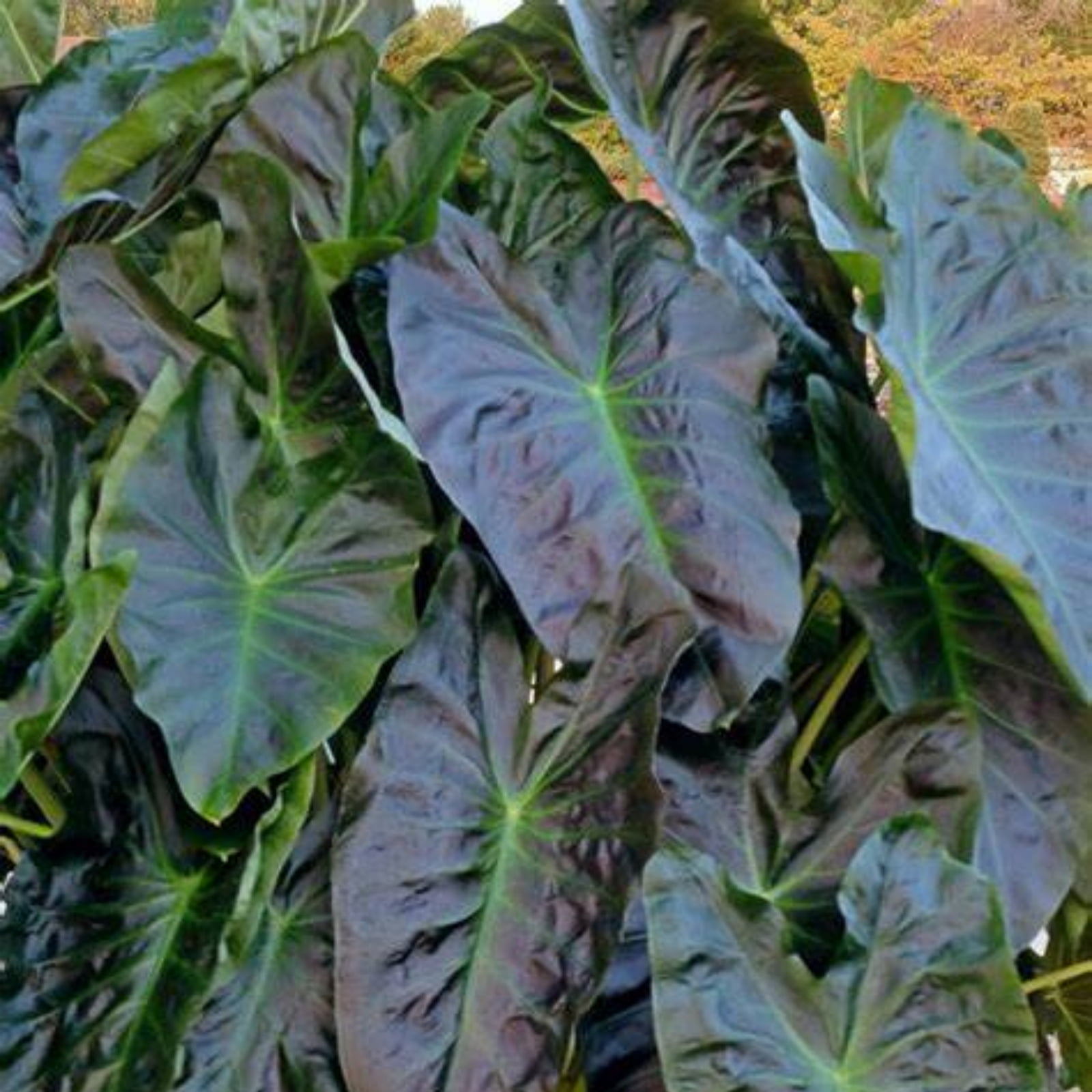 Elephant ear, Bright home garden decoration, Bloom Year After Year - Walmart.com