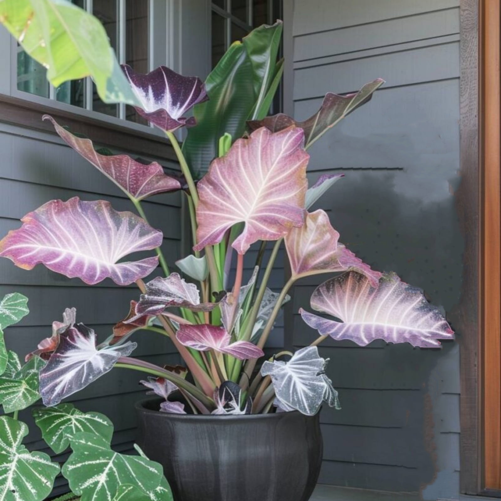 Elephant ear, Bright home garden decoration, Bloom Year After Year - Walmart.com