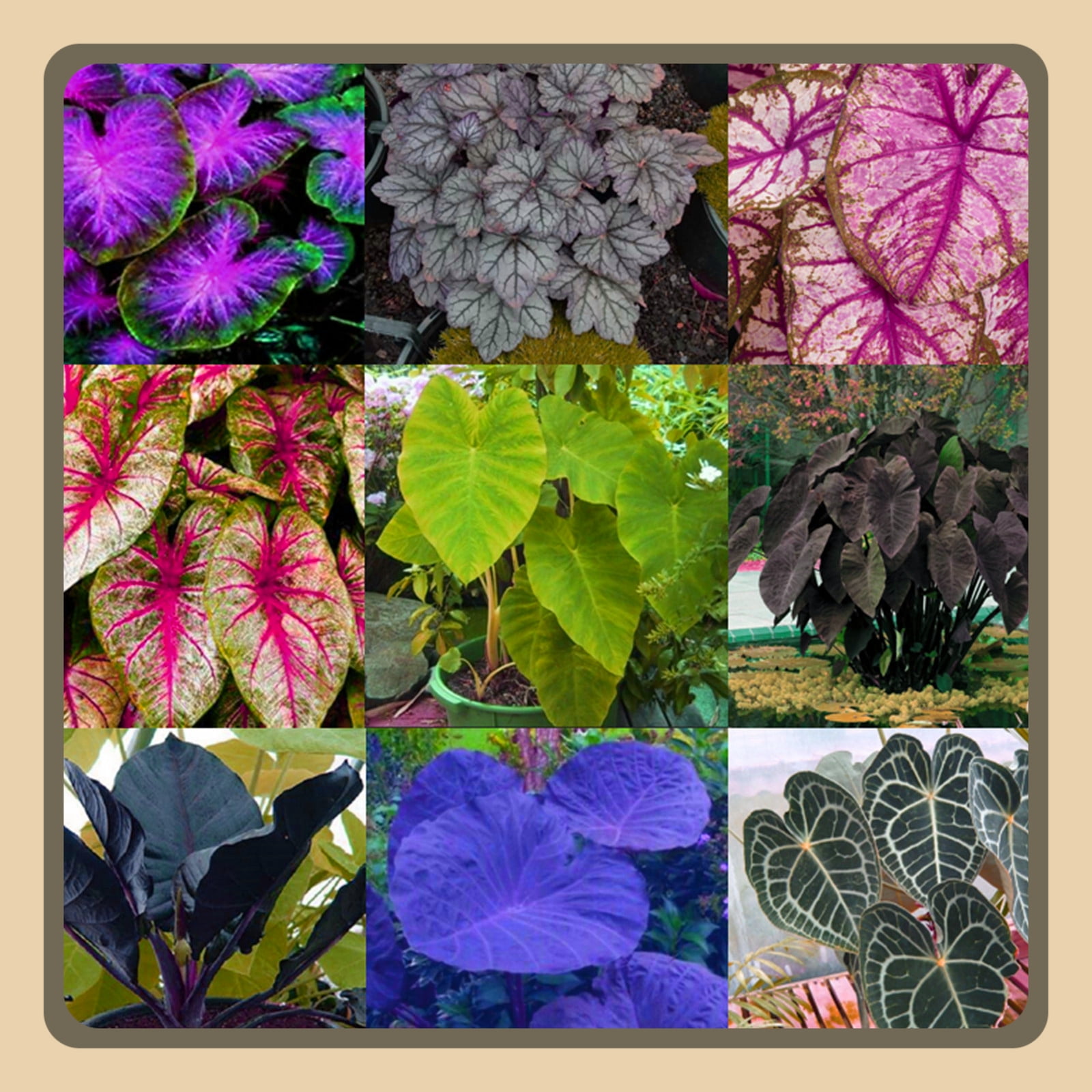 Elephant ear, Bright home garden decoration,Full of Mystery,Bloom Year After Year - Walmart.com