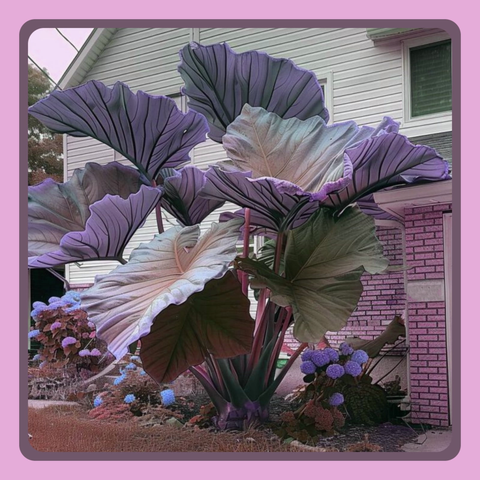 Elephant ear, Bright home garden decoration,Full of Mystery,Bloom Year After Year - Walmart.com