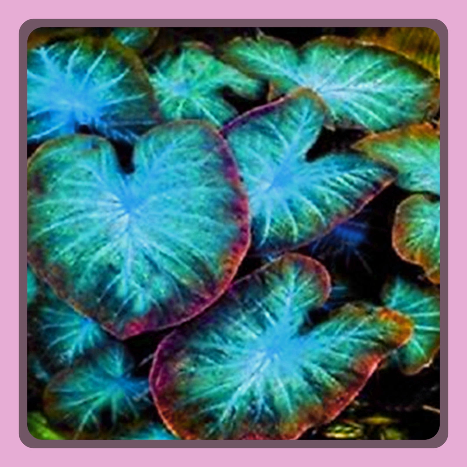 Elephant ear, Bright home garden decoration,Full of Mystery,Bloom Year After Year - Walmart.com