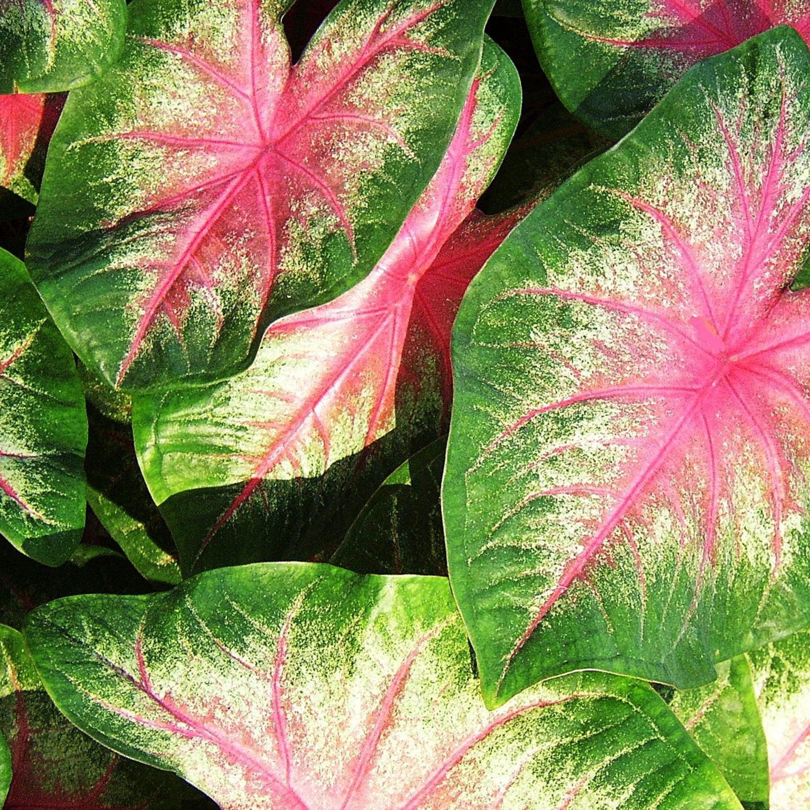 Elephant ear, Bright home garden decoration,Full of Mystery - Walmart.com