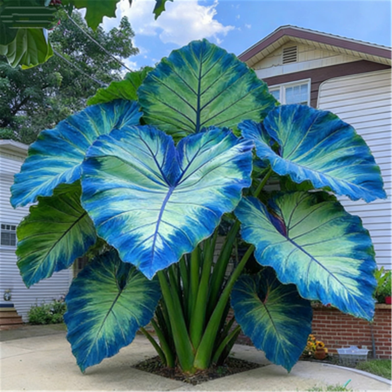 Elephant ear-Bulbs-for Planting Bulk- Garden Classic Decoration ...