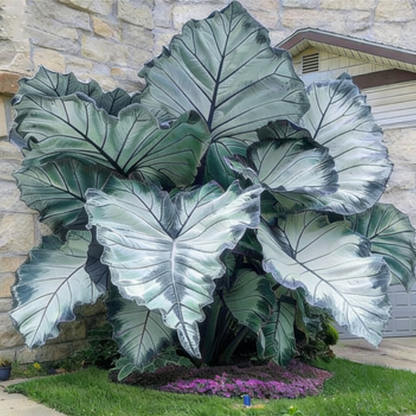 Elephant ear-Bulbs-for Planting Bulk- Garden Classic Decoration ...