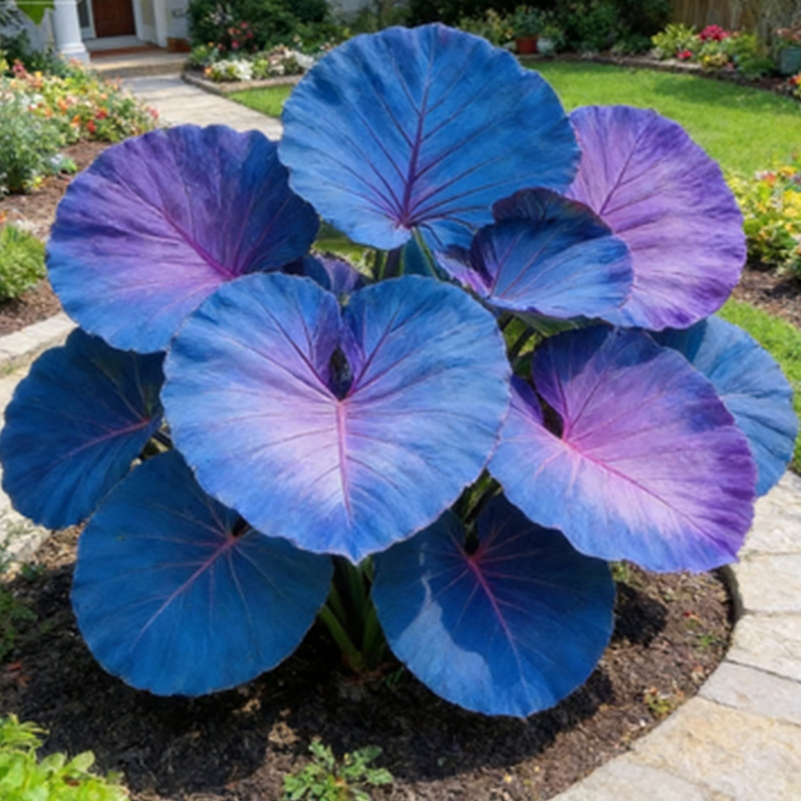 Elephant ear-Bulbs-for Planting Bulk Style Garden Stake for Outdoor ...