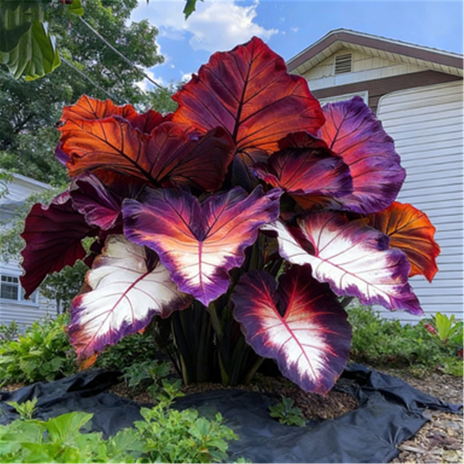 Elephant ear-Bulbs-for Planting Bulk Style Garden Stake for Outdoor ...