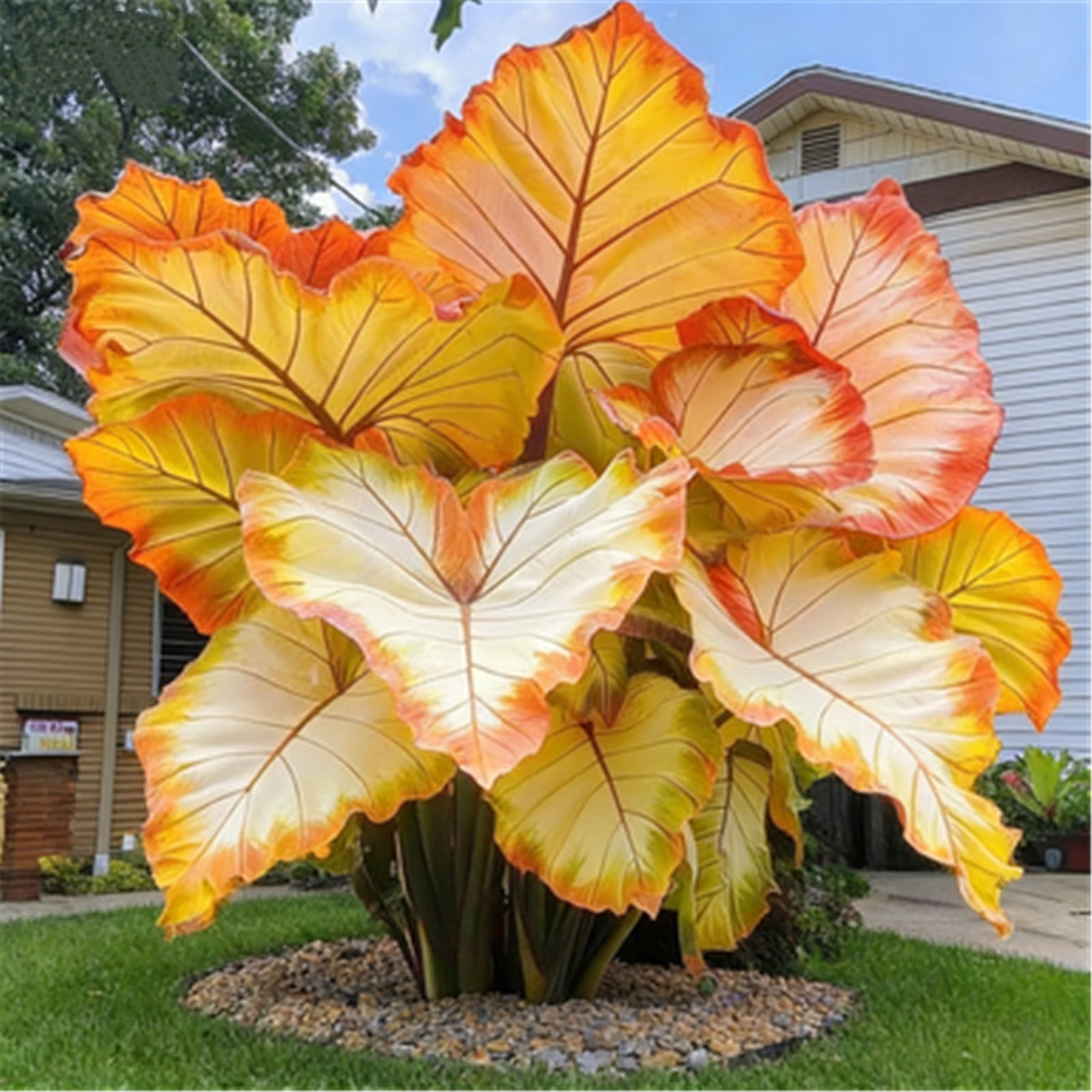 Elephant ear-Bulbs-for-Spring Planting - Garden Timeless Decoration ...