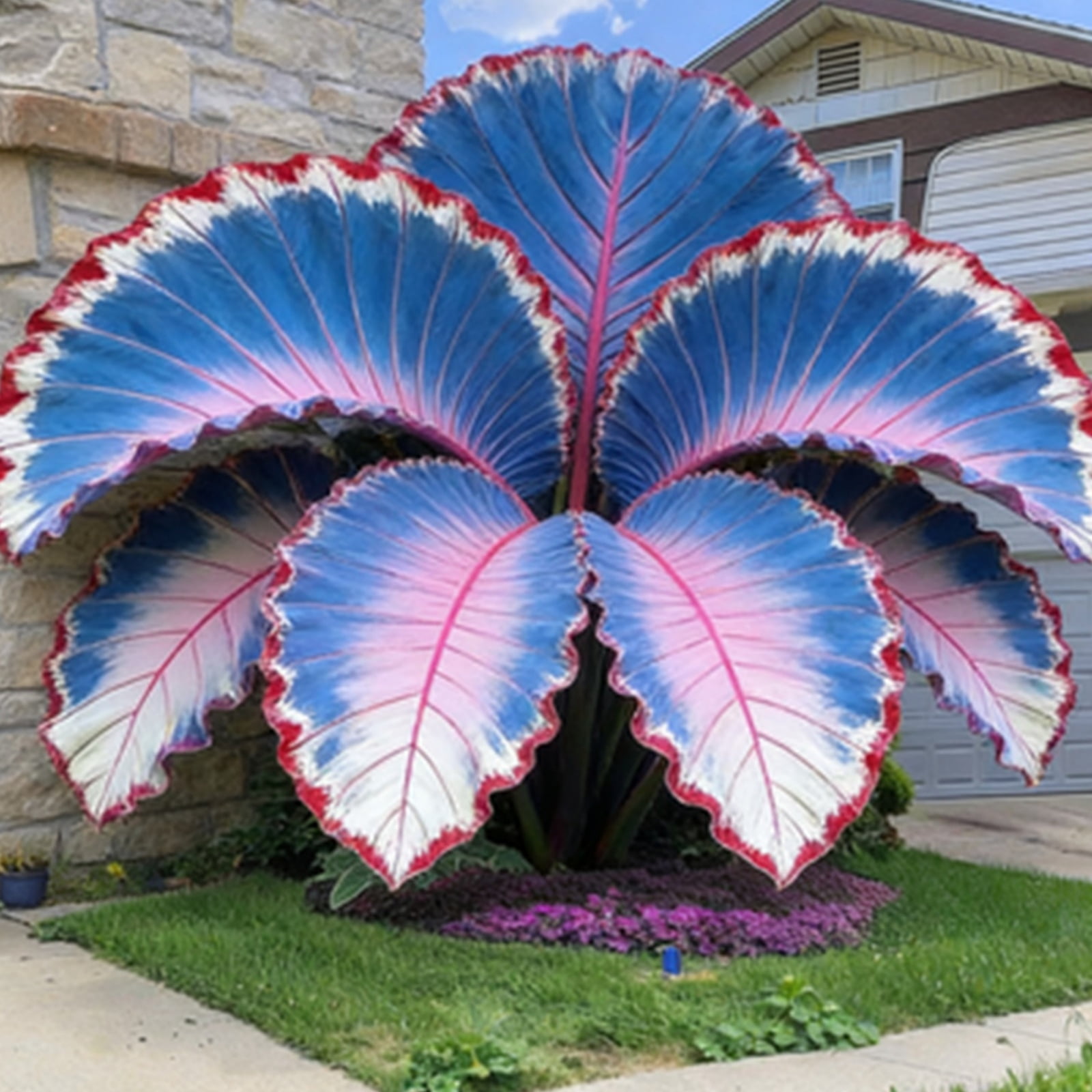 Elephant ear-Bulbs-for-Spring Planting - Garden Timeless Decoration ...