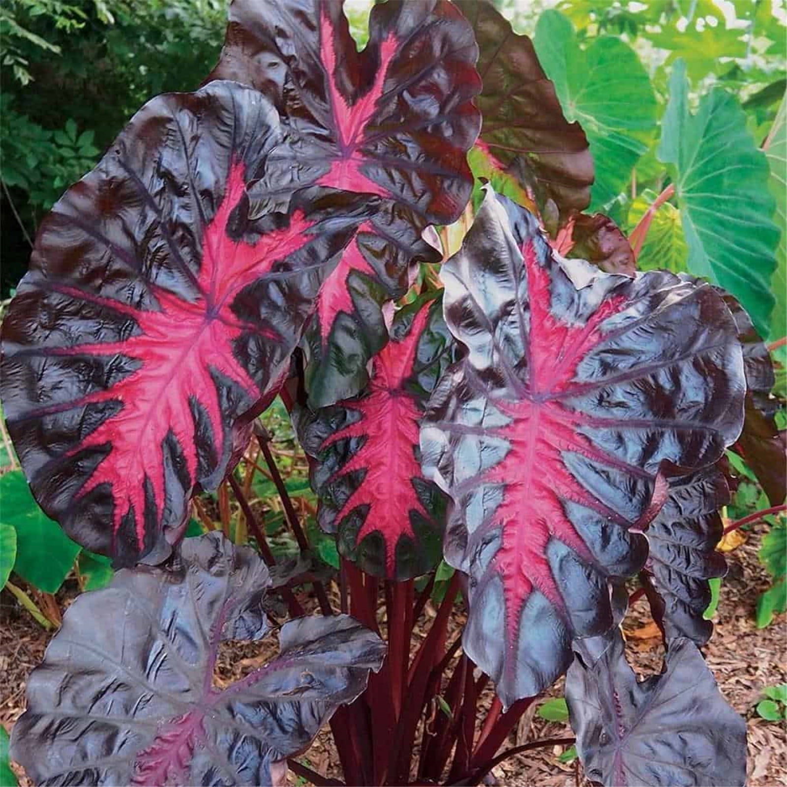 Elephant ear Bulk Ornament Mix Courtyard Decoration Garden decoration ...