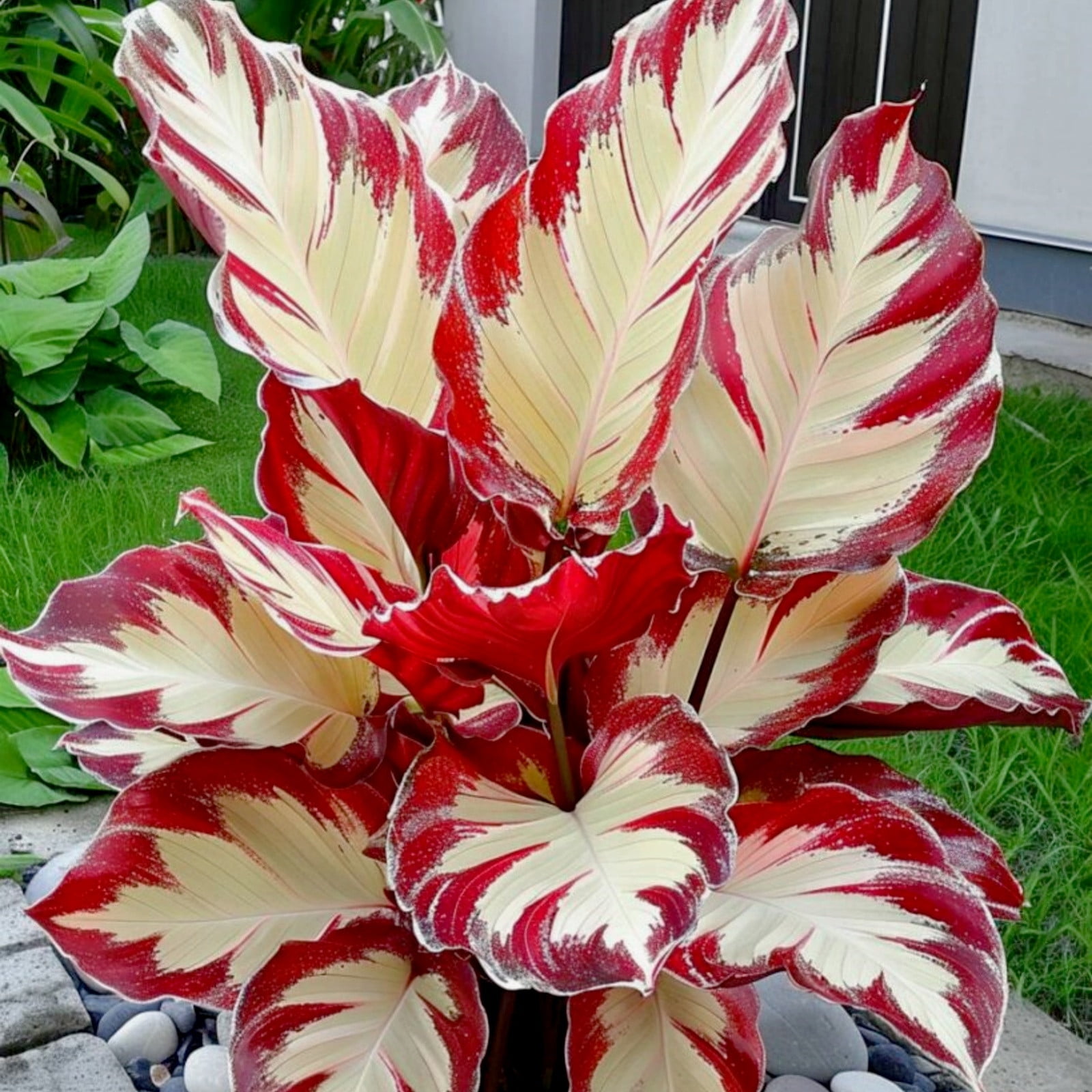 Elephant ear Bulk Ornament Mix Courtyard Decoration Garden decoration ...