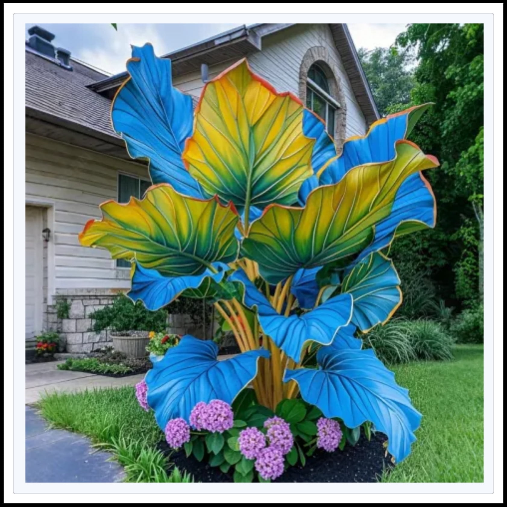 Elephant ear-Colorful-Beautiful-Tall-Elegant posture-Attracts ...