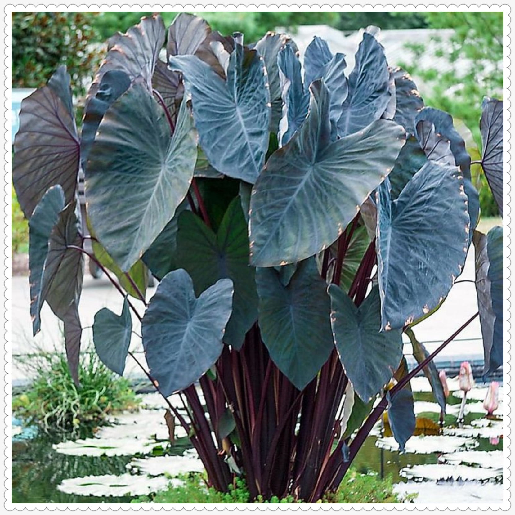 Elephant ear, Full of Mystery,Bloom Year After Year,Bright home garden ...