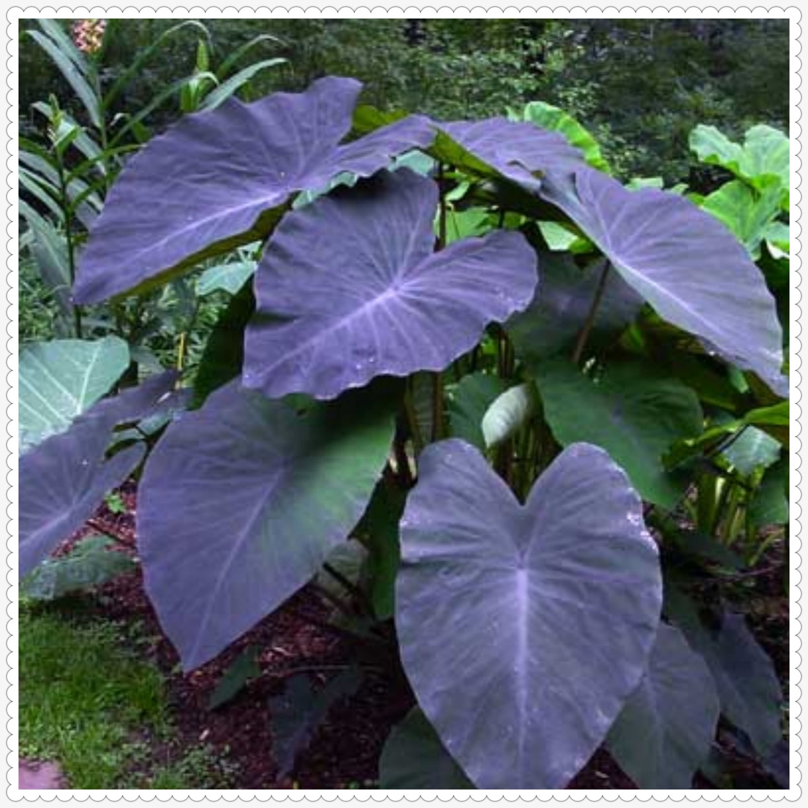 Elephant ear, Full of Mystery,Bloom Year After Year,Bright home garden ...