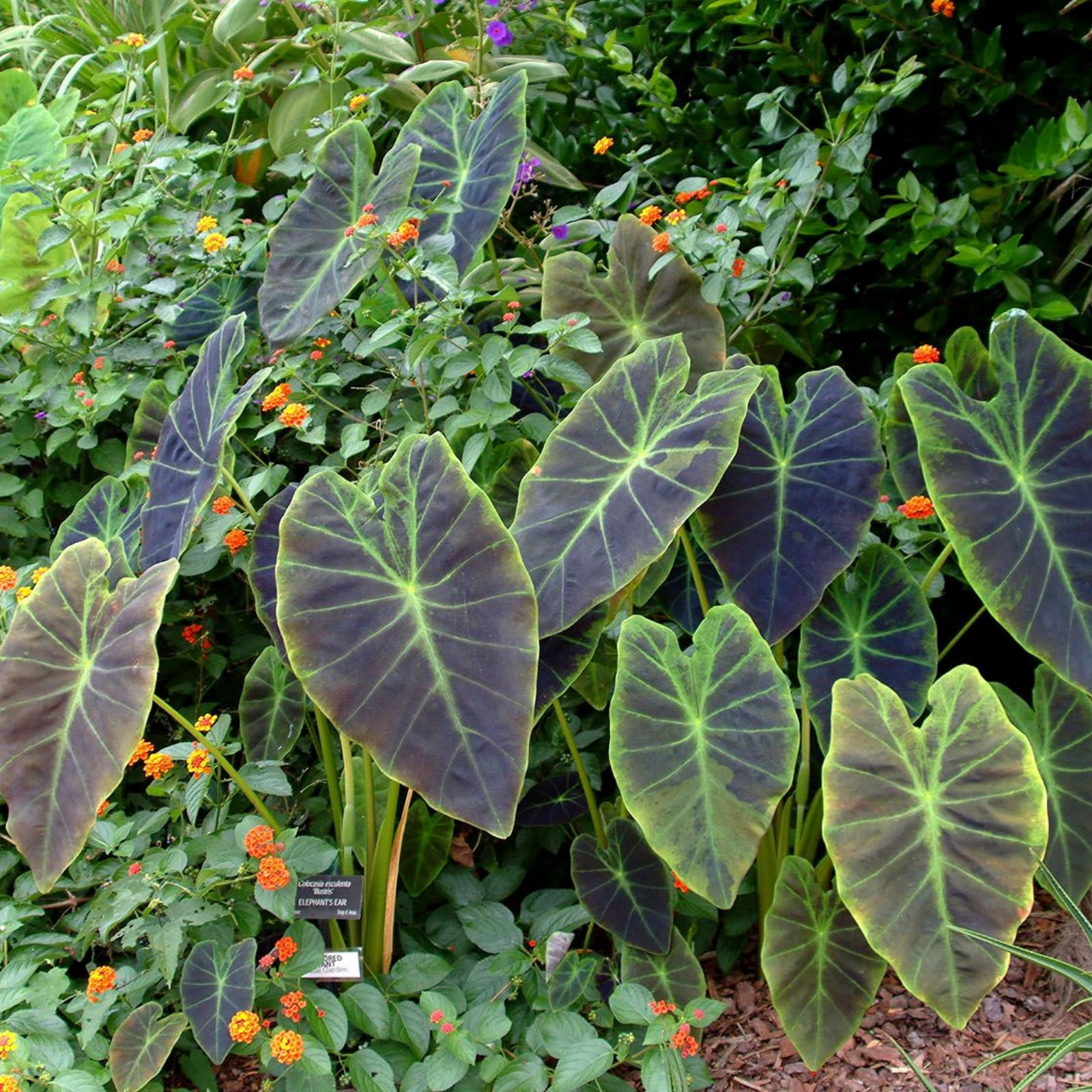 Elephant ear, Garden Decoration, Bloom Year After Year - Walmart.com