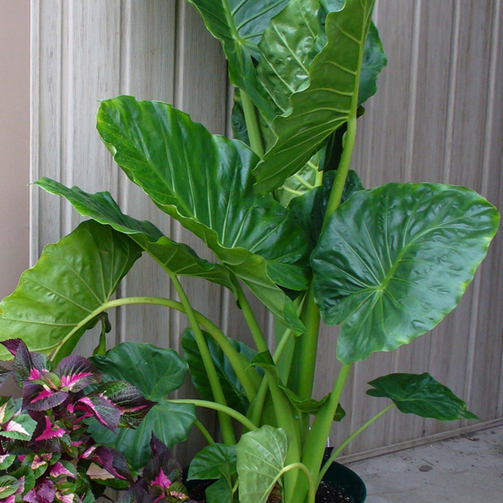 Elephant ear, Garden Decoration, Bloom Year After Year - Walmart.com