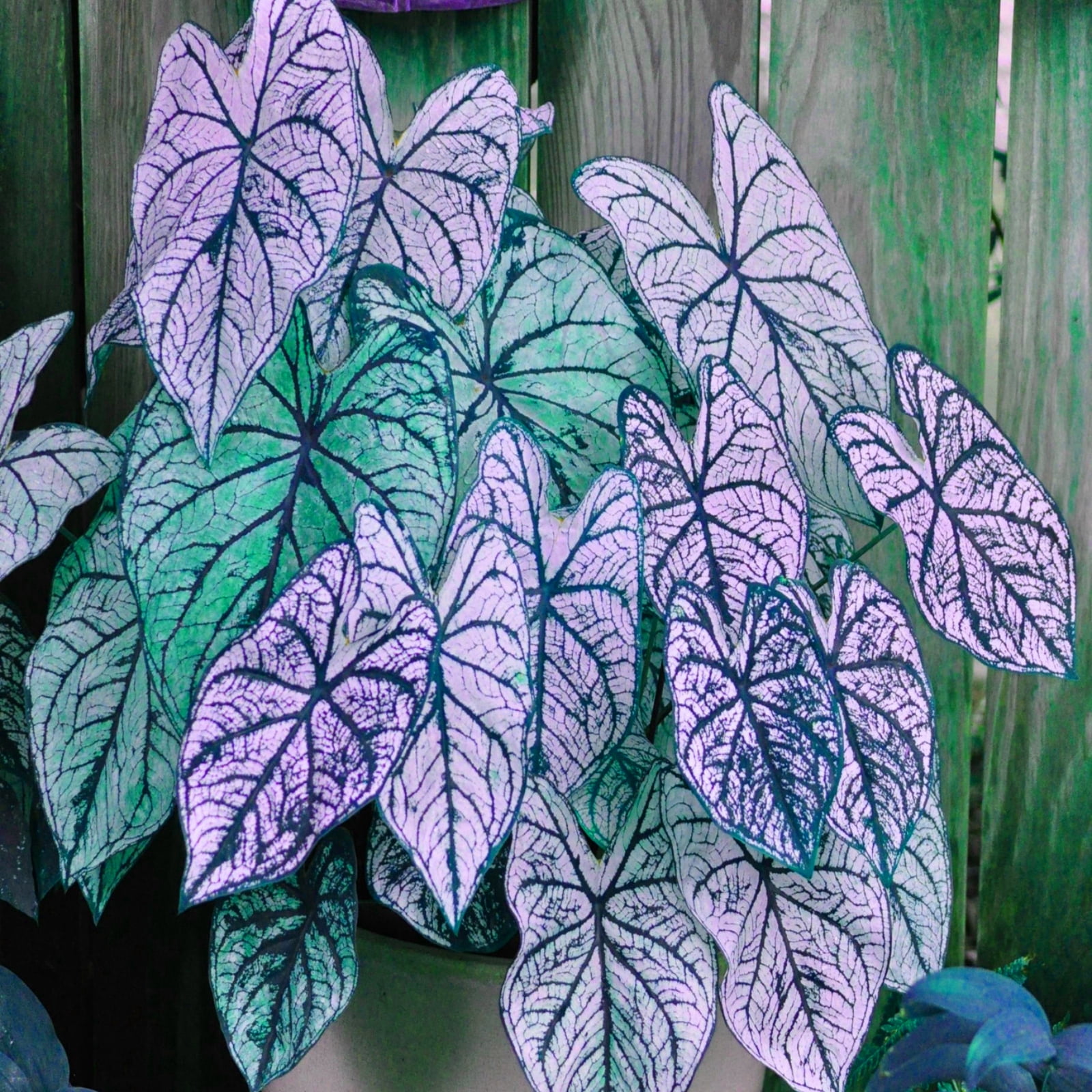 Elephant ear-Gardening-Bloom year after year-Bulk plant decoration ...