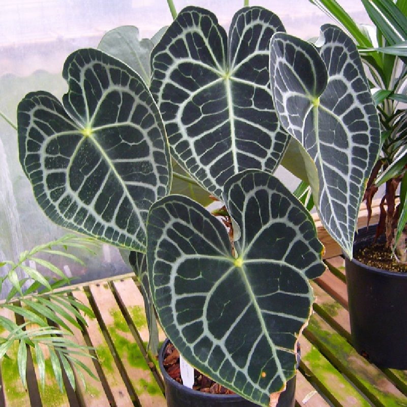 Elephant ear-Gardening-Bloom year after year-Bulk plant decoration-Cut ...