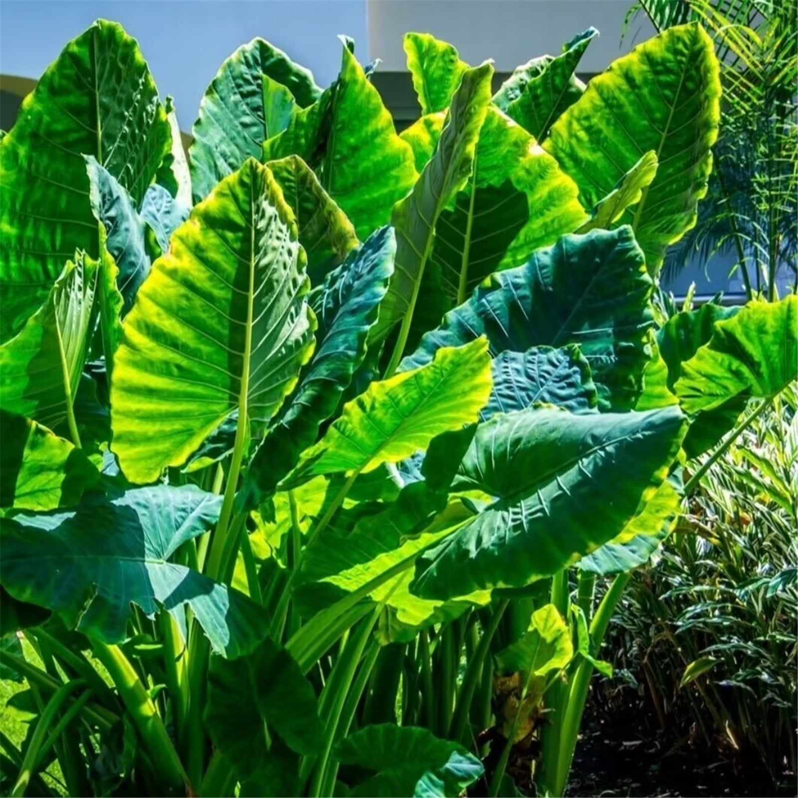 Elephant ear. Indoor and outdoor shade-tolerant green plants, suitable ...