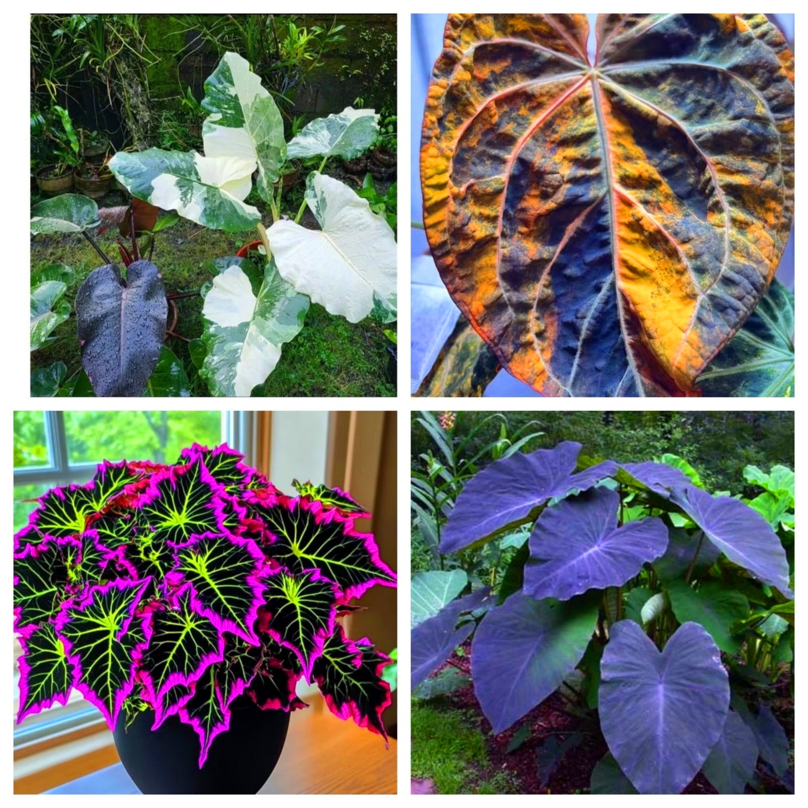 Elephant ear. Plant pots, indoor and outdoor ornamental plants ...