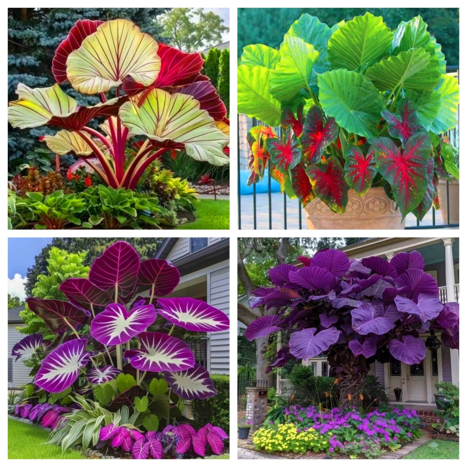 Elephant ear. Plant pots, indoor and outdoor ornamental plants ...