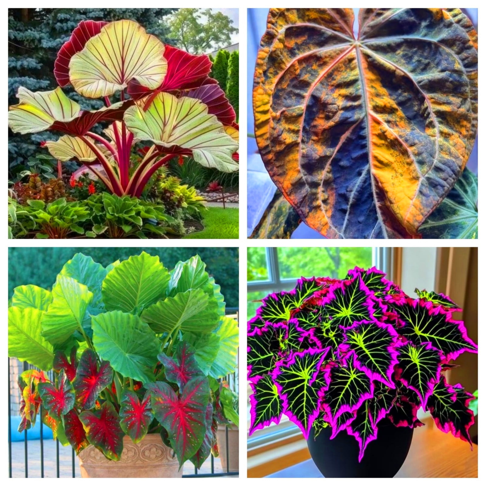 Elephant ear. Plant pots, indoor and outdoor ornamental plants ...