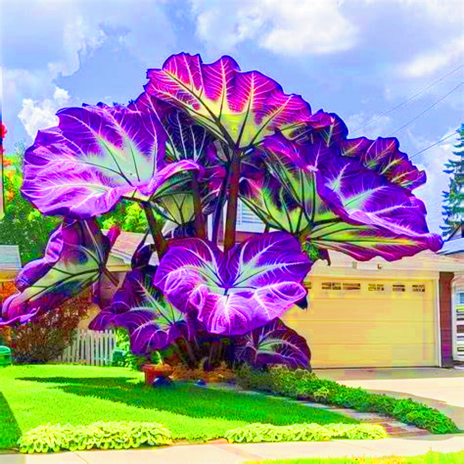 Elephant ear Planting-Beautiful Garden Decoration-Simple to Grow-Garden ...