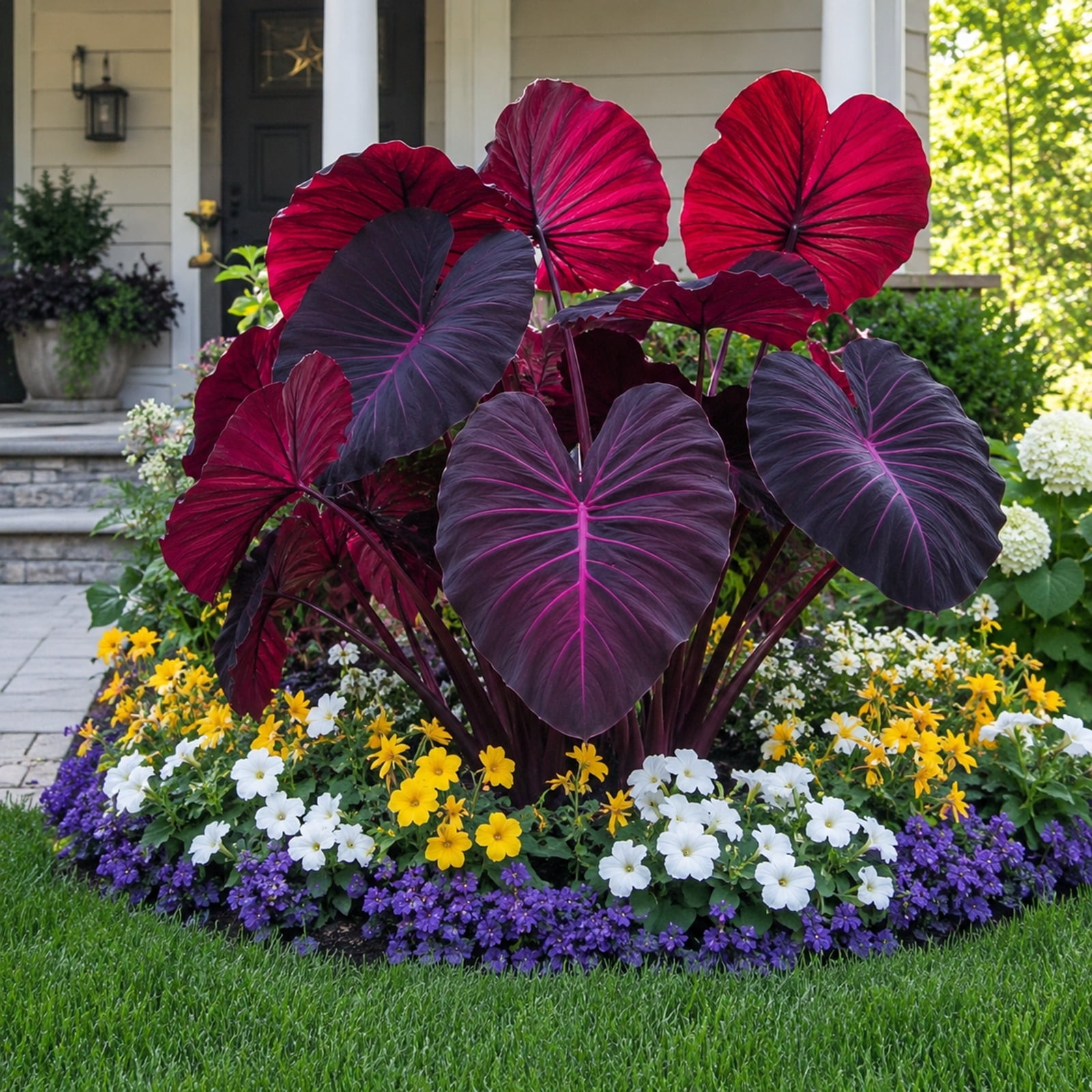 Elephant ear Planting-Easy to Grow, Perfect for Garden Stakes, Home ...