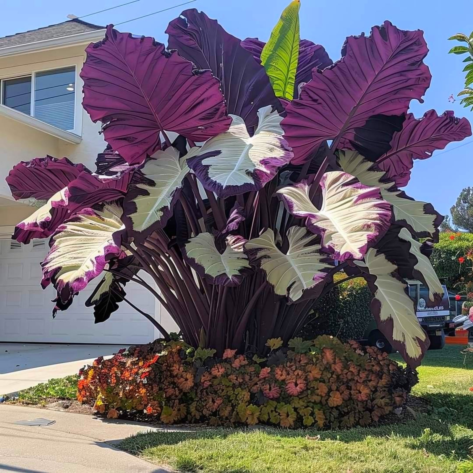 Elephant ear Planting-Ornamental-Premium Garden Stakes-Home Decoration ...