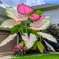 Elephant ear Planting-Ornamental-Premium Garden Stakes-Home Decoration ...