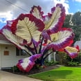 Elephant ear Planting-Ornamental-Premium Garden Stakes-Home Decoration ...