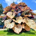 Elephant ear Planting-Ornamental-Premium Garden Stakes-Home Decoration ...