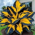 Elephant ear Planting-Ornamental-Premium Garden Stakes-Home Decoration ...