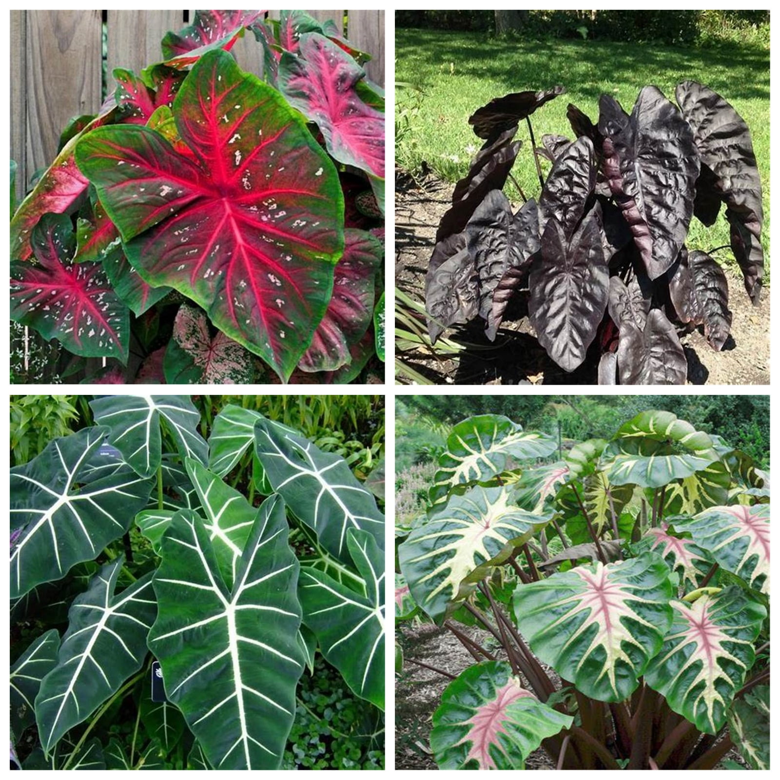 (Elephant ear) Professional Planting for Stunning Garden Displays Easy ...