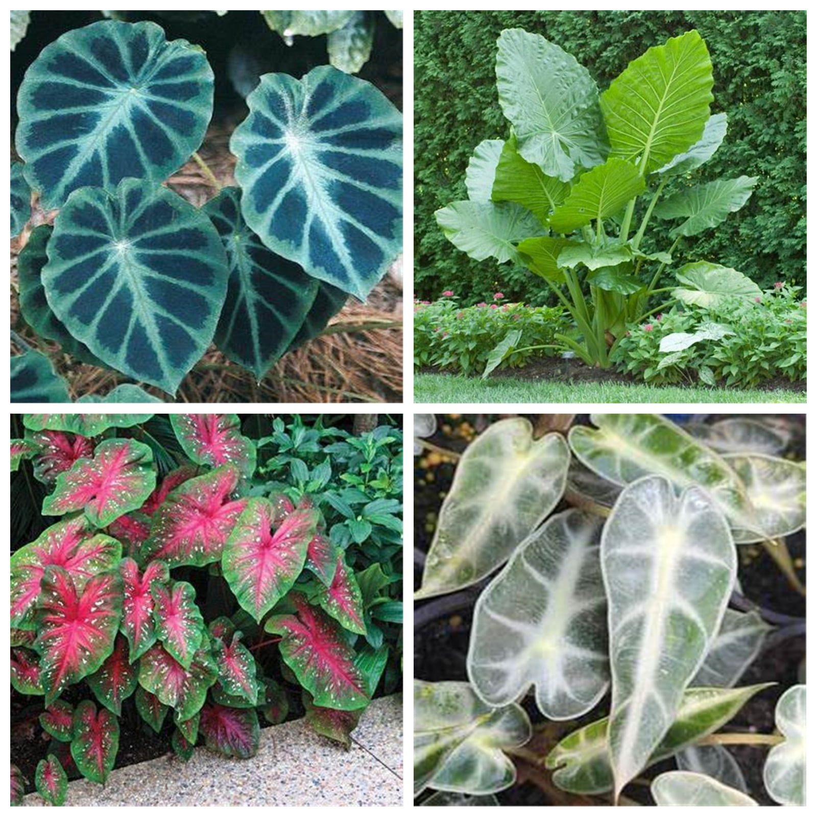 (Elephant ear) Professional Planting for Stunning Garden Displays Easy ...