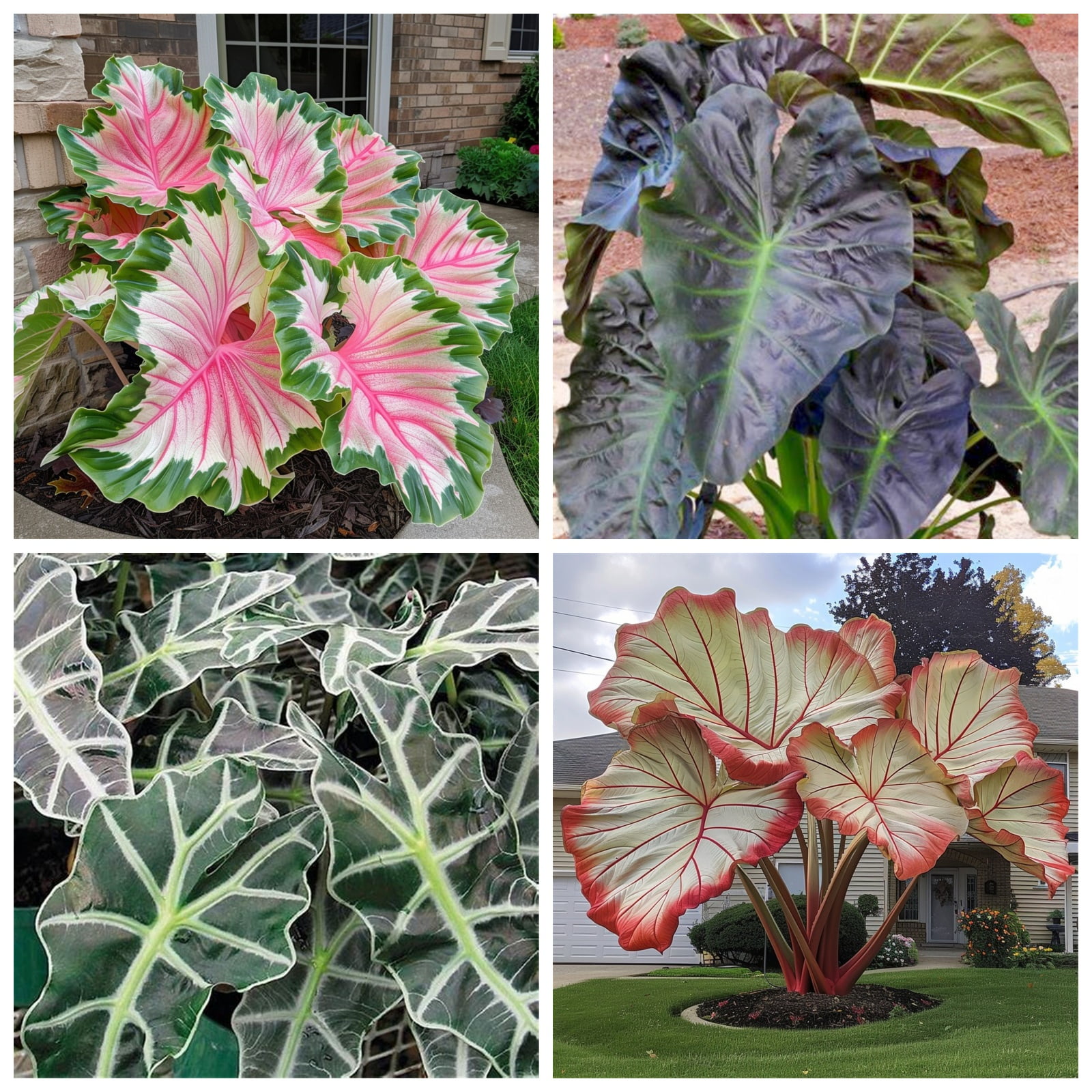 (Elephant ear) Professional Planting for Stunning Garden Displays Easy ...