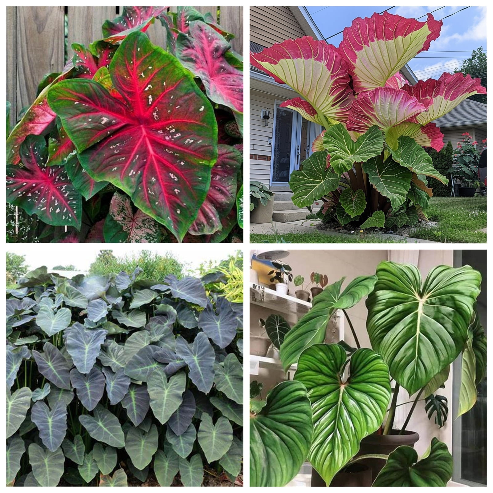 (Elephant ear) Professional Planting for Stunning Garden Displays Easy ...