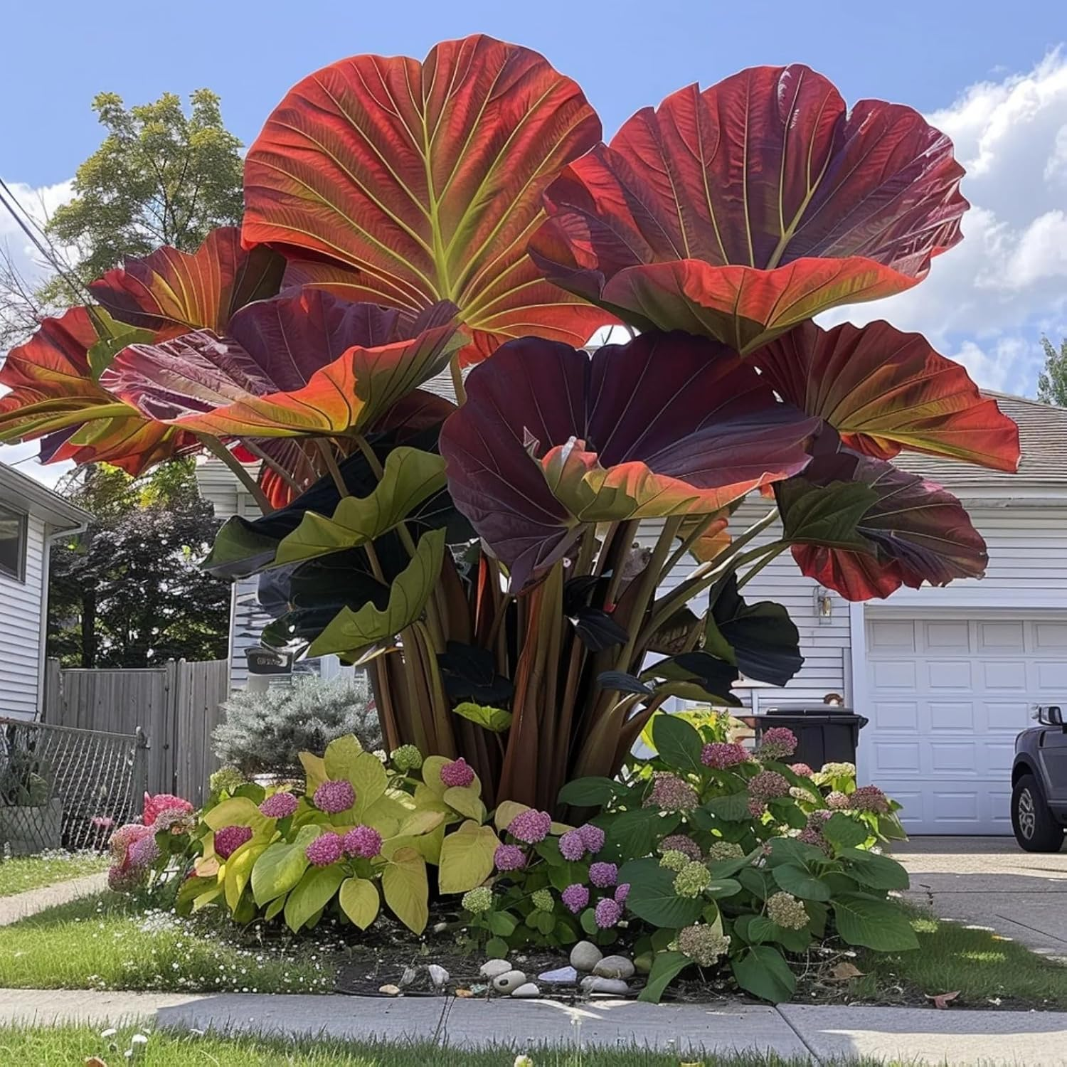 Elephant ear -Tall and Upright Cold-Resistant Suitable for Garden Decor ...
