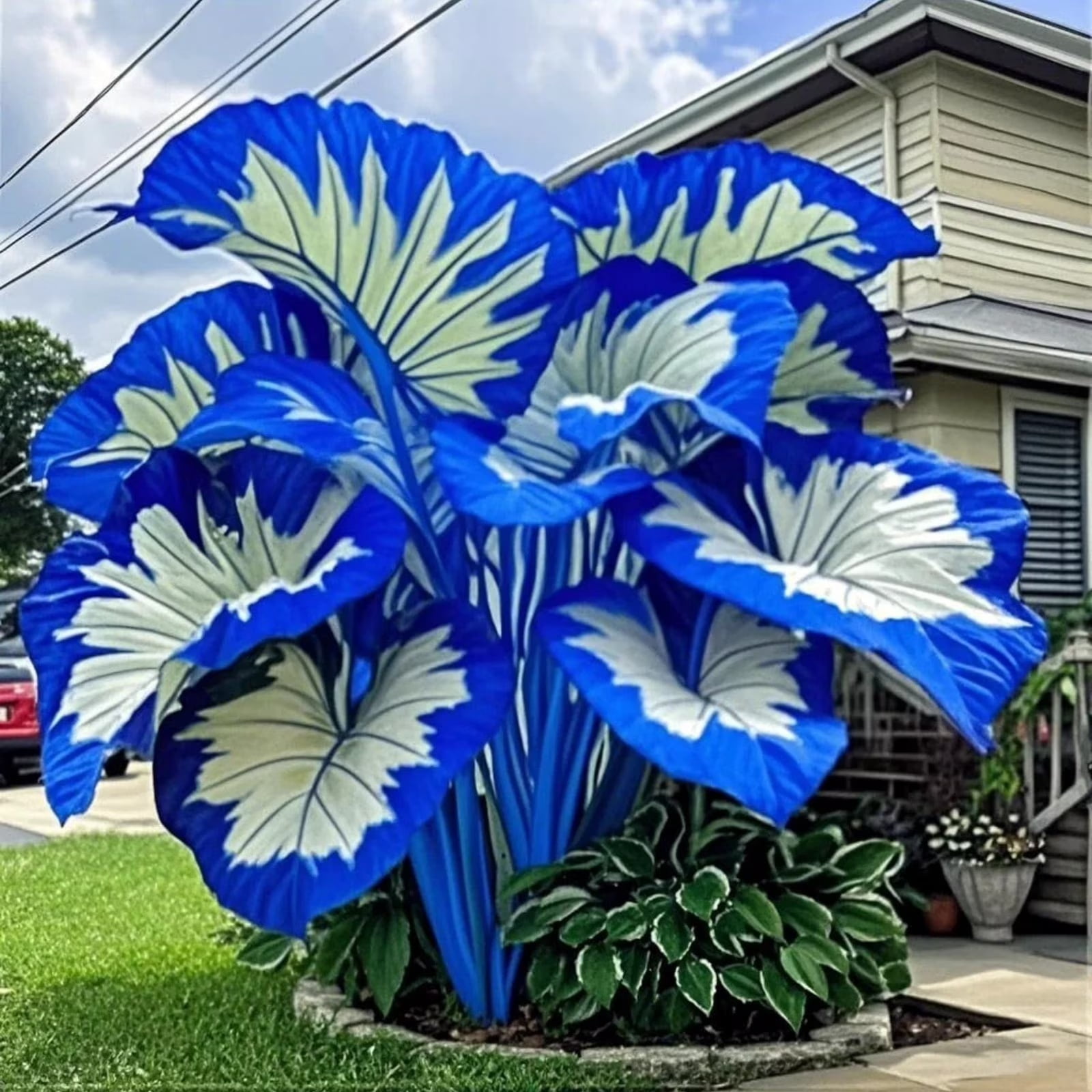 Elephant ear bulbs-blooms every year-Premium Garden Stakes -fast ...