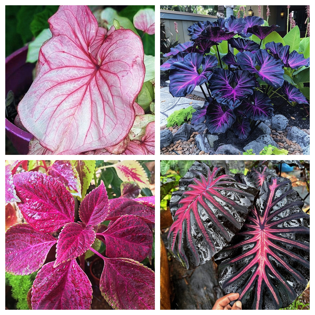Elephant ear bulbs, cold-resistant large-leaf plants, tropical garden ...