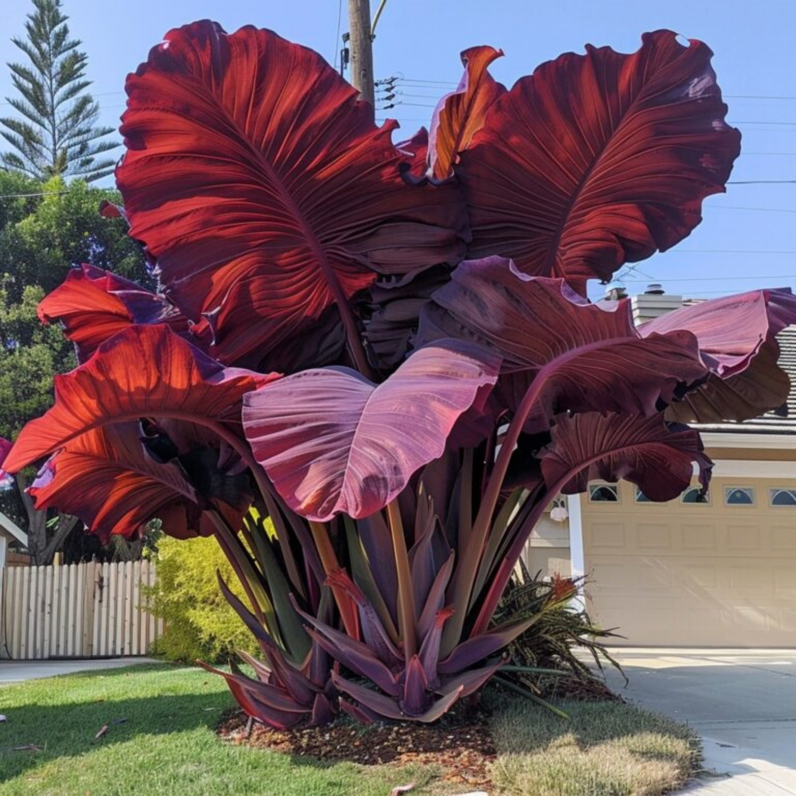 Elephant ear for Planting Fall and Spring Planting, (Tropical Style ...