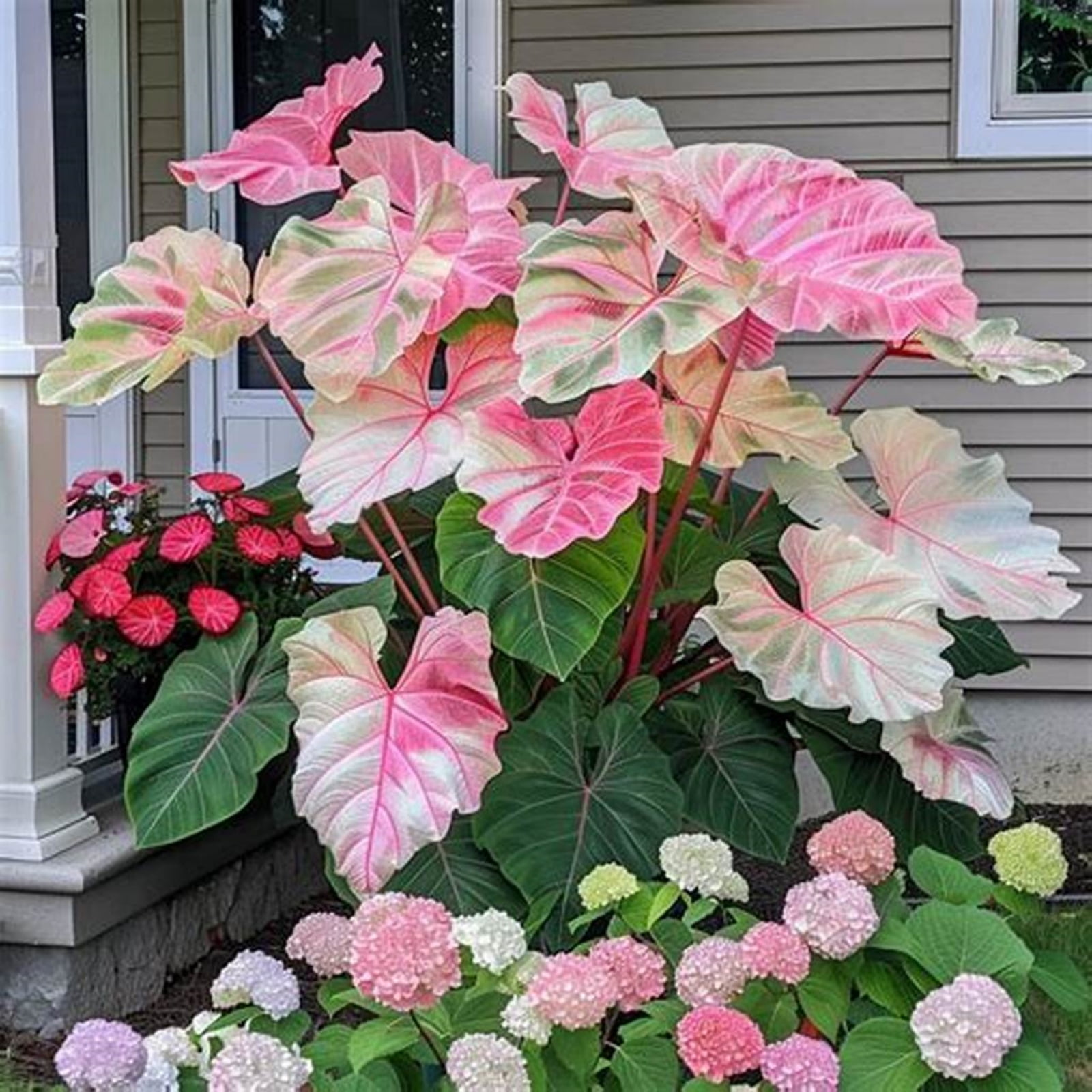 Elephant ear for Planting Fall and Spring Planting, (Tropical Style ...