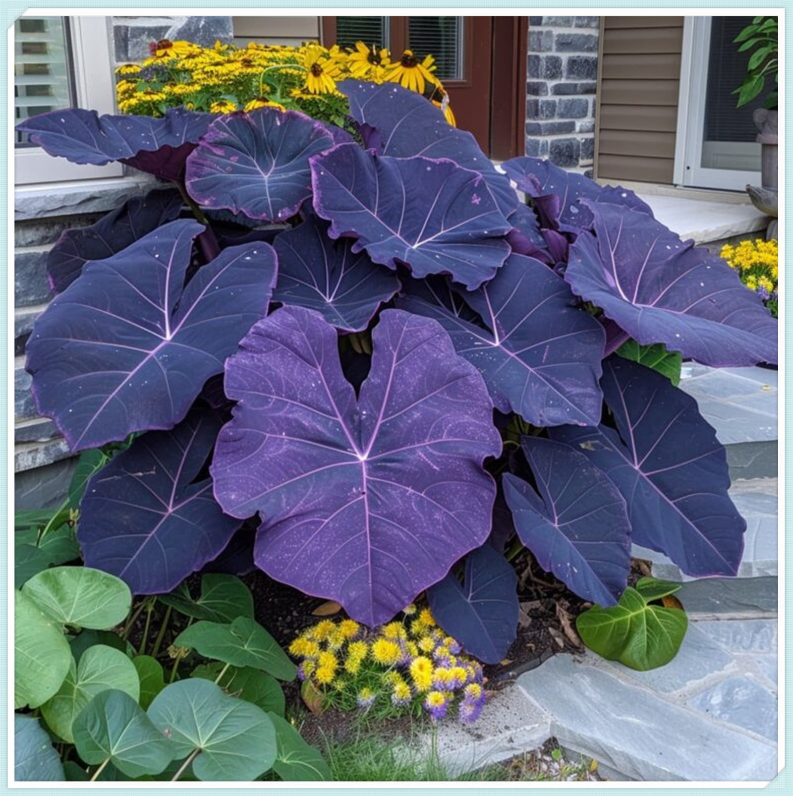 Elephant ear for sale Species Year After Year - Walmart.com