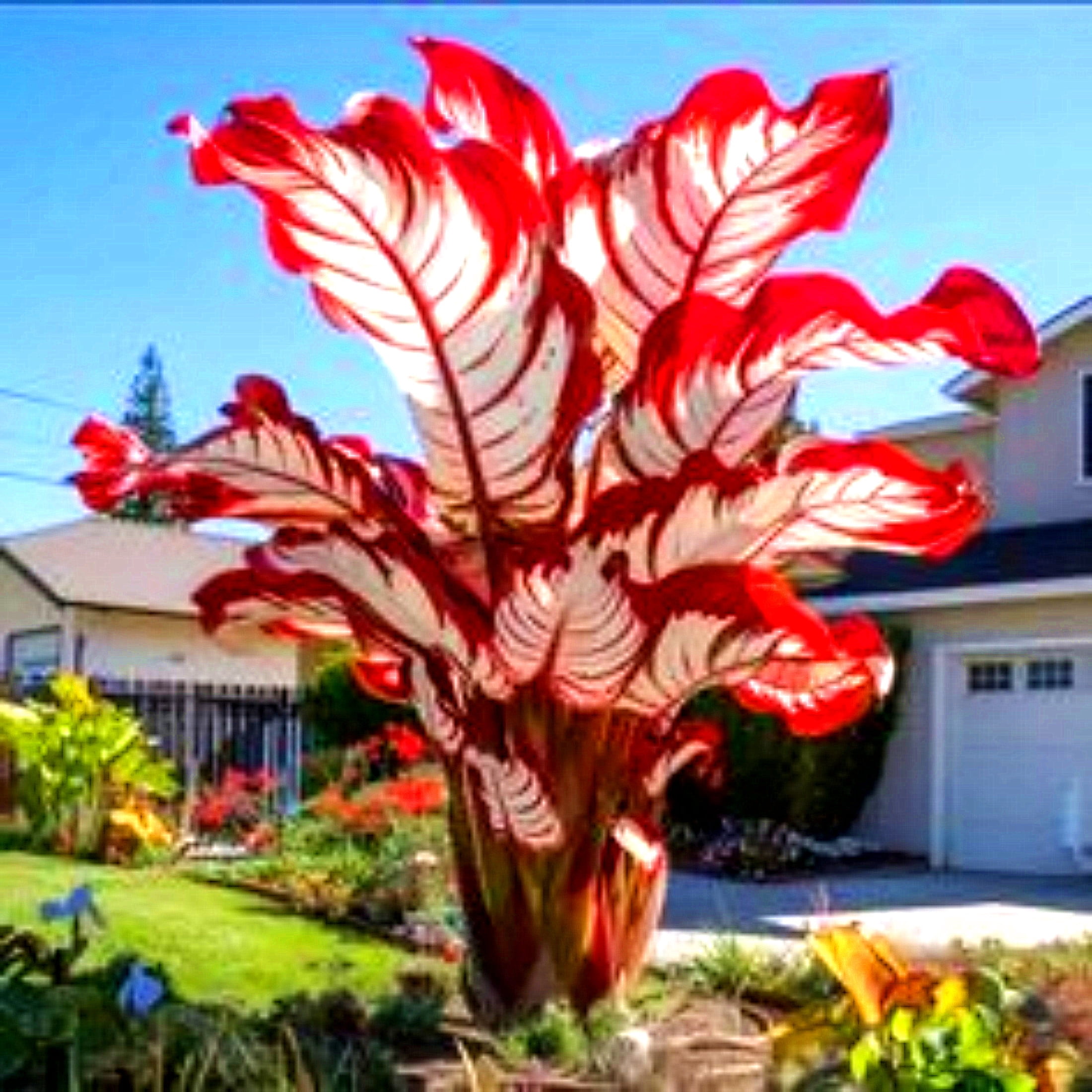 Elephant ear green leaf large-leaf shape, create a natural tropical ...